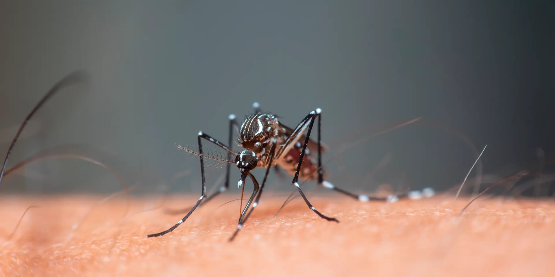 Aumento de casos de dengue - Blog UNICLA