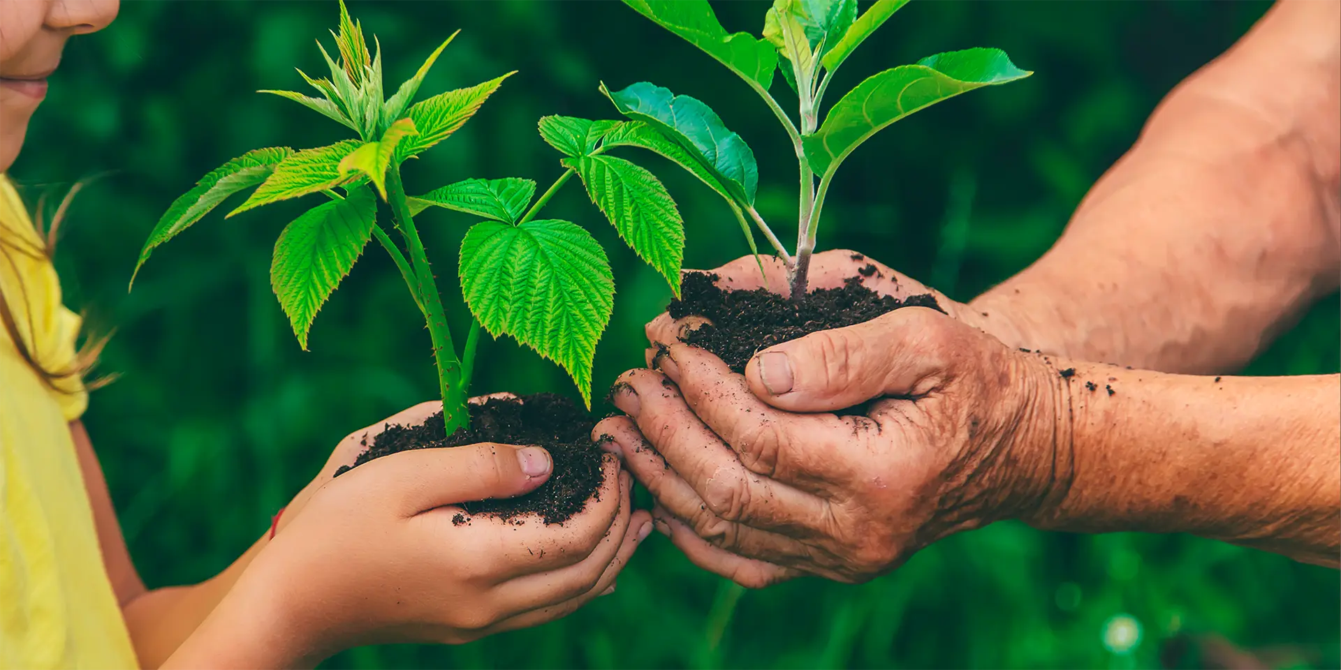 Día Mundial de la Educación Ambiental: la importancia de la educación ambiental y propuestas de ...